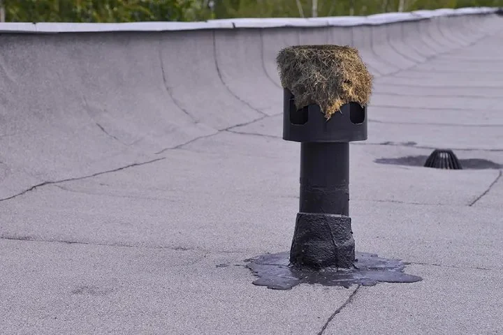 How to Prevent Roof Damage from Nesting Birds and Their Droppings